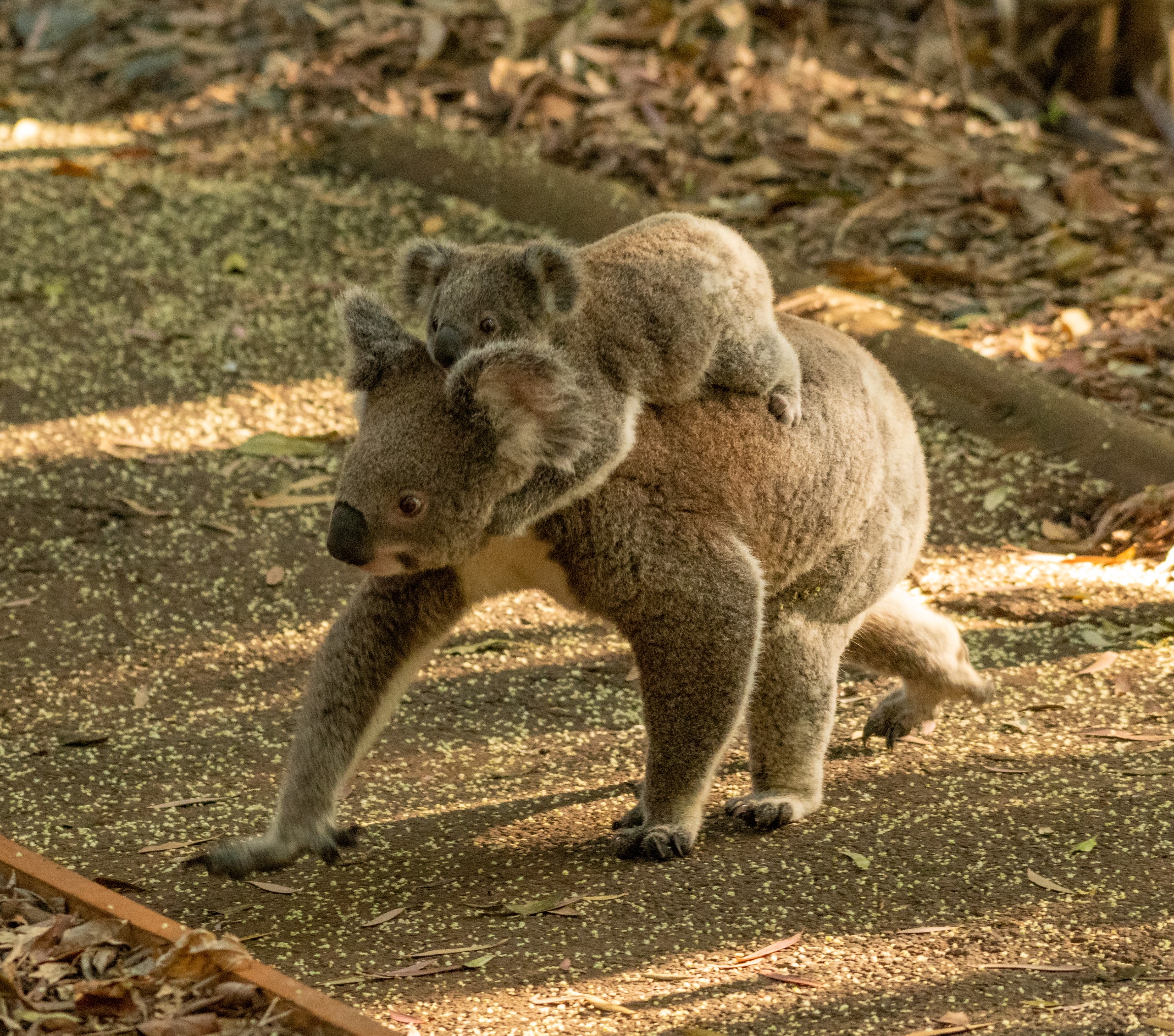 MidCoast Koala Conservation Strategy | Have Your Say