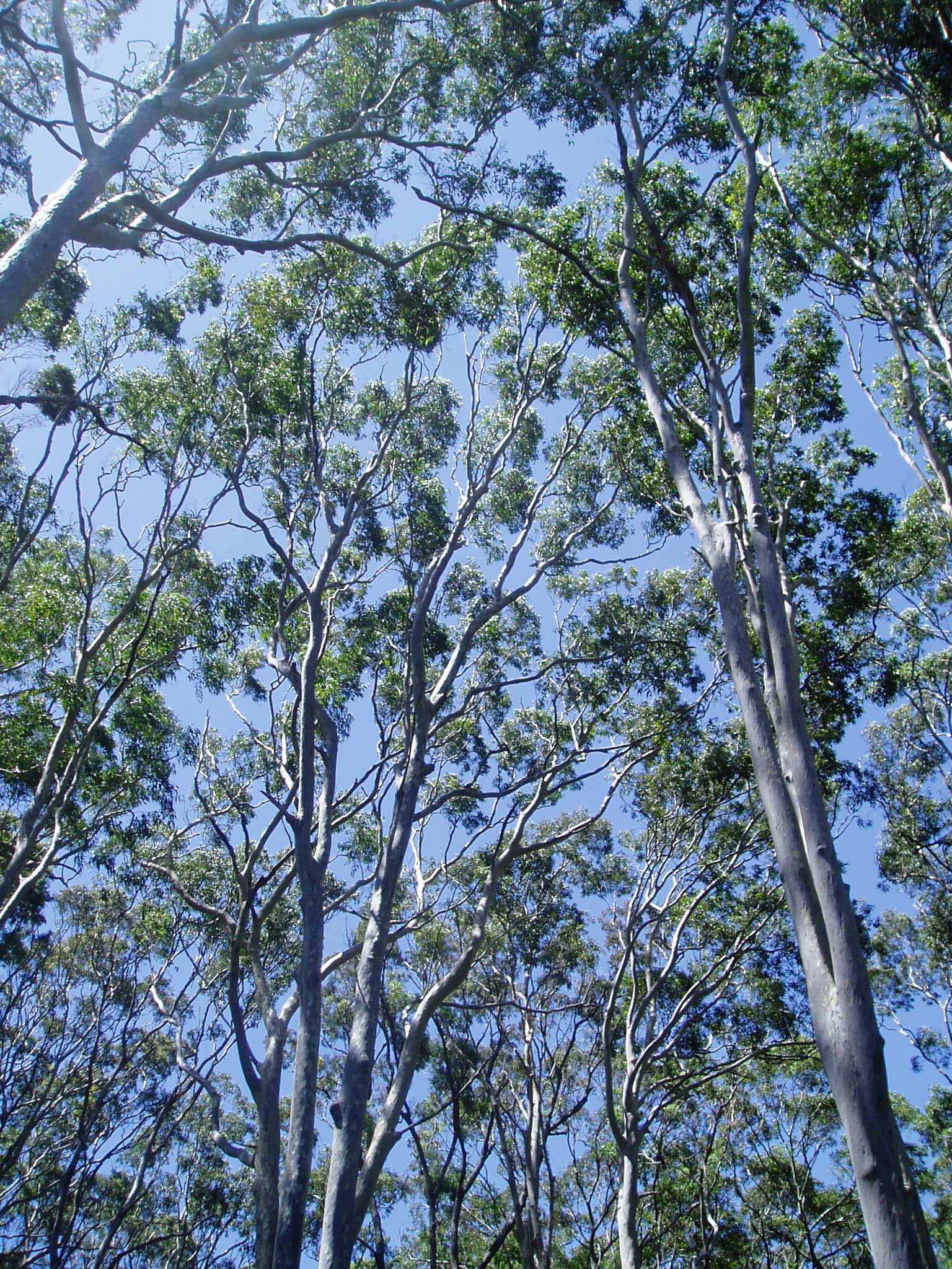 Greening Strategy and Vegetation Management in the MidCoast | Have Your Say